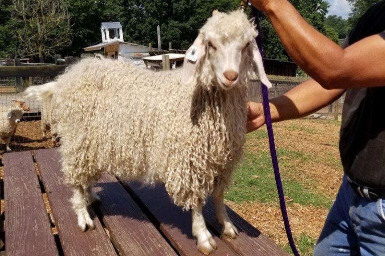 Navajo Angora Goat - Breed Profile - Goat Journal